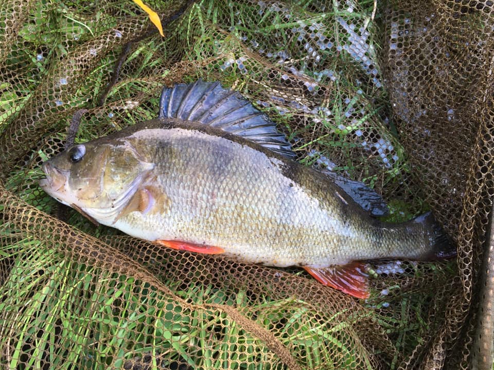 About us - Knaresborough Piscatorials